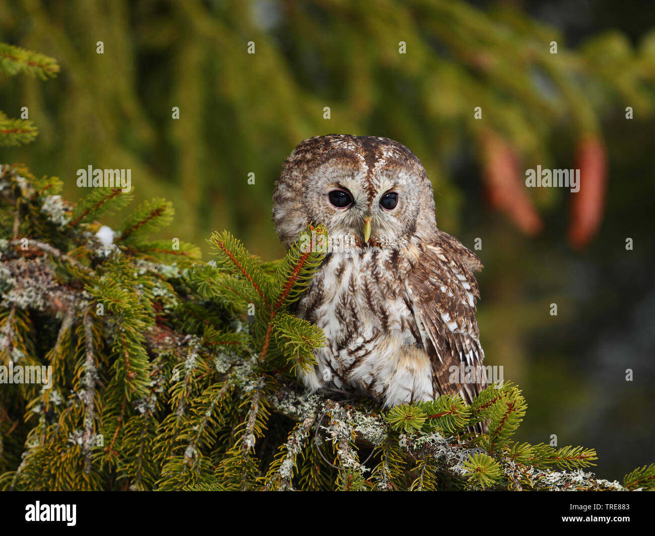 Owl snow tree hi-res stock photography and images - Alamy