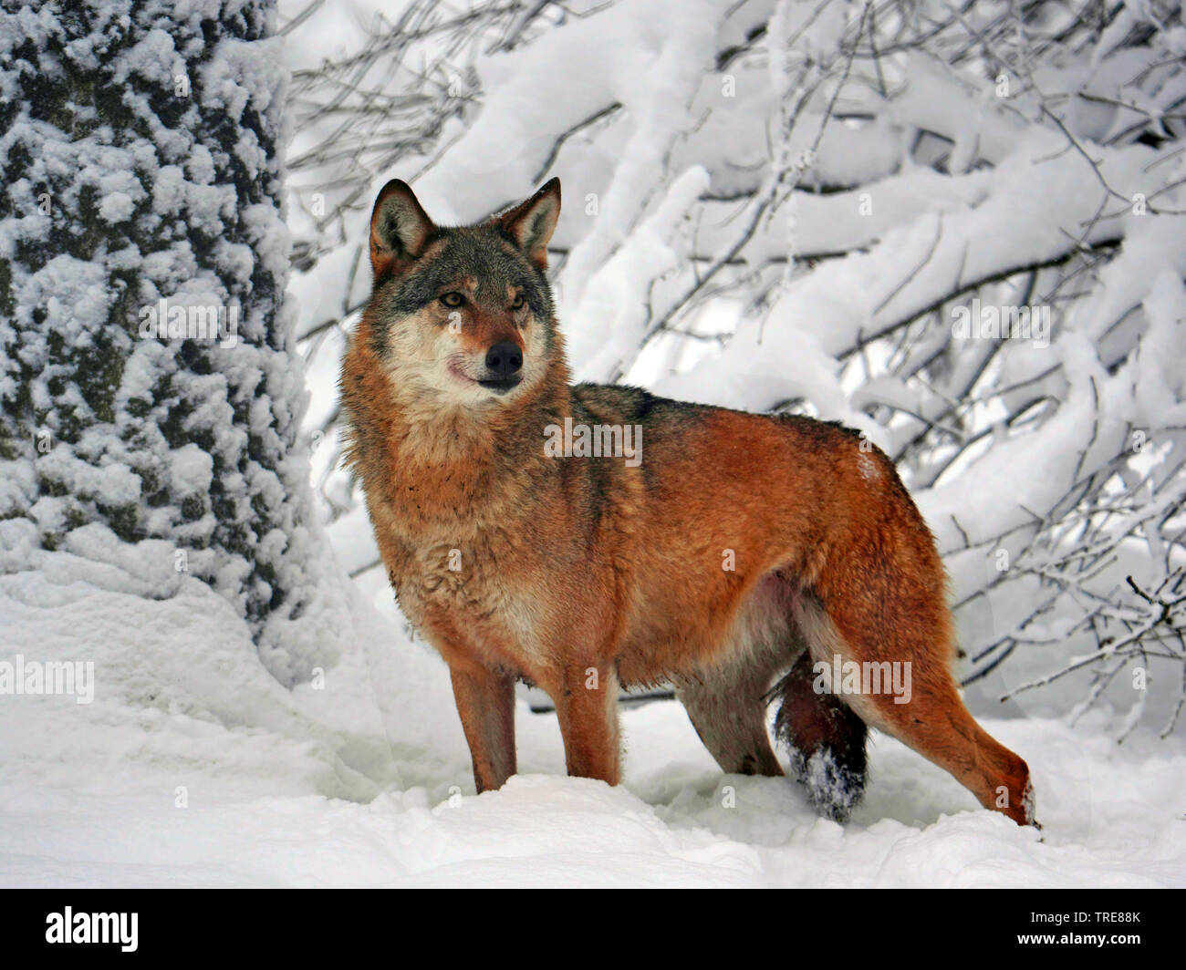 Predator winter wolf gray wolf hi-res stock photography and images - Alamy