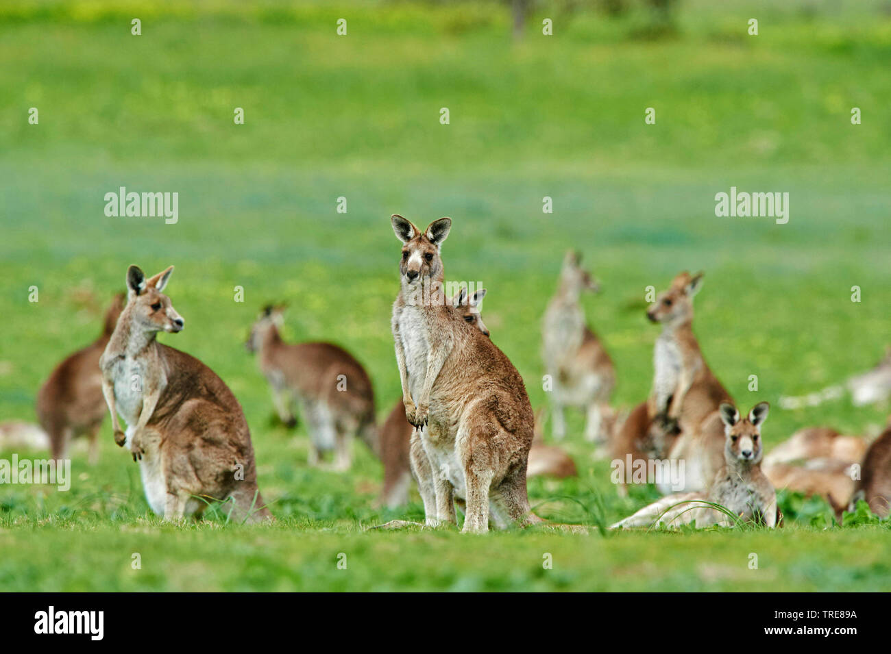 eastern gray kangaroo (Macropus giganteus), group in a meadow, Australia Stock Photo - Alamy