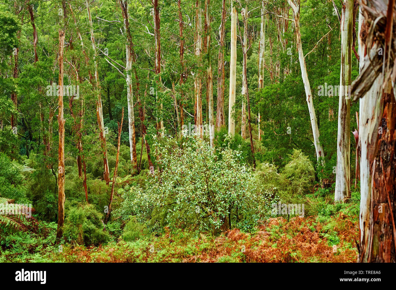 eucalyptus, gum (Eucalyptus spec.), forest in spring, Australia ...