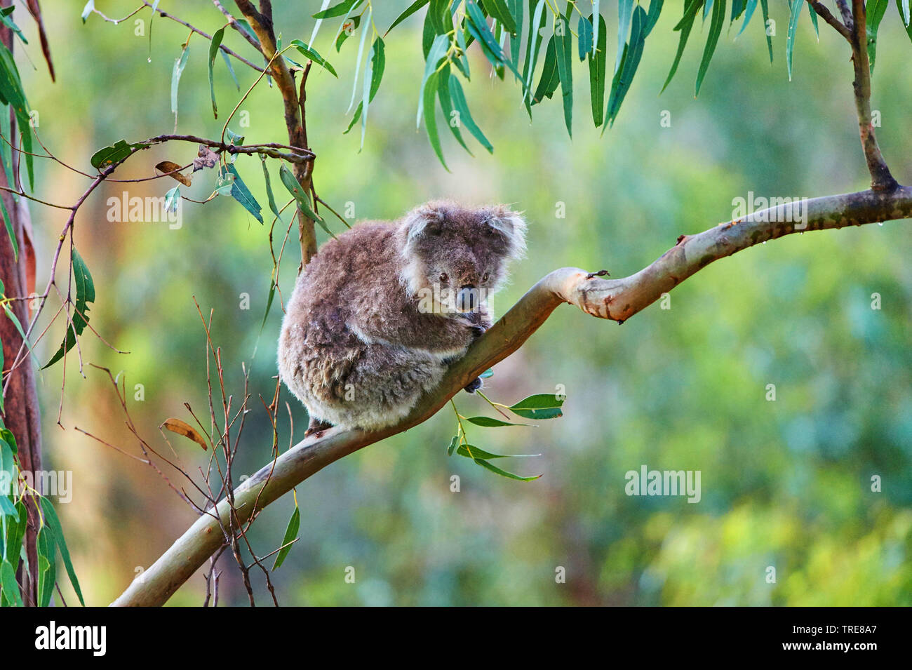 Koala bear gum tree hi-res stock photography and images - Alamy
