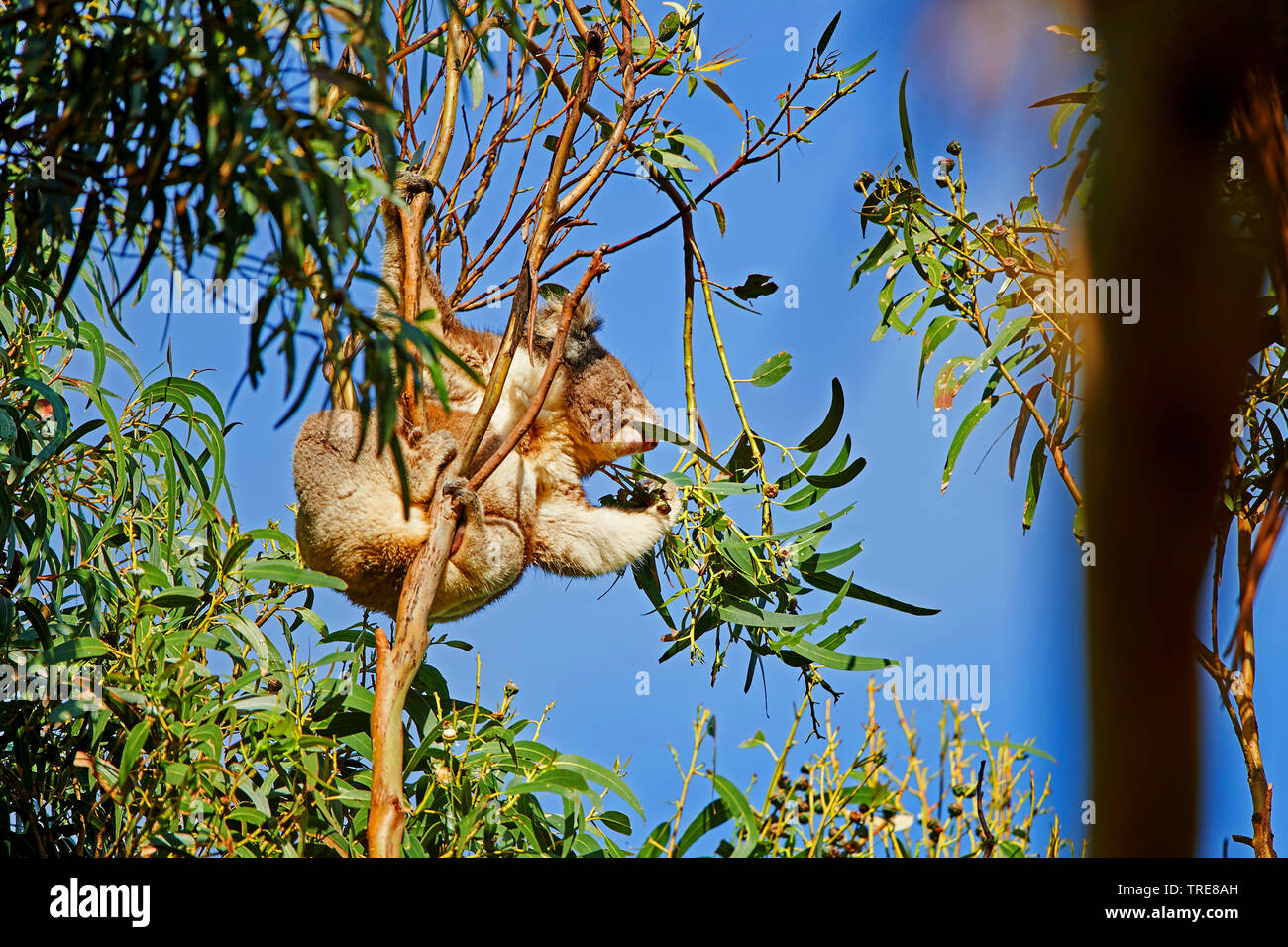 Australian gum tree leaves hi-res stock photography and images - Alamy