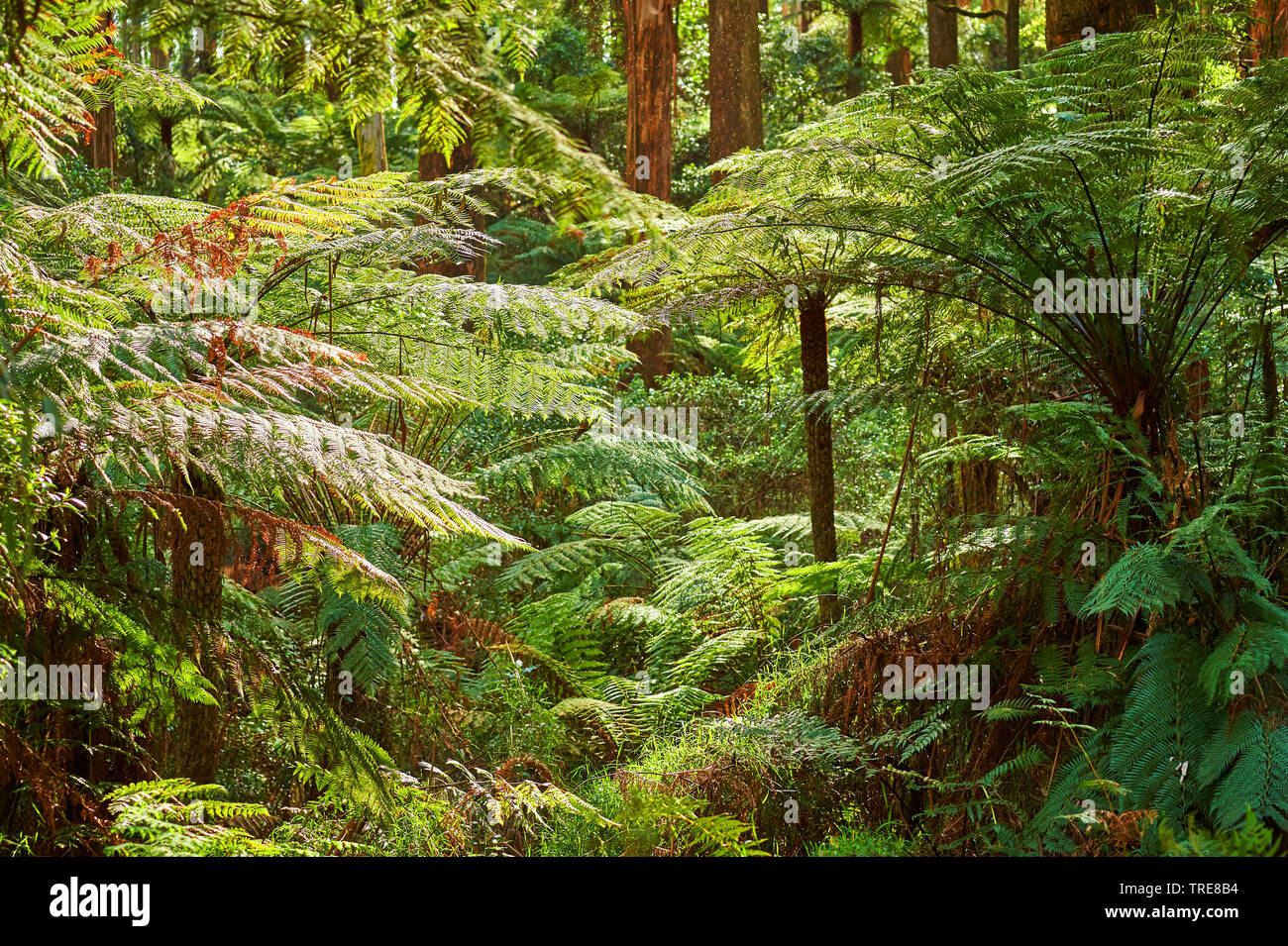 mountain ash, Victorian ash (Eucalyptus regnans), forest in the ...