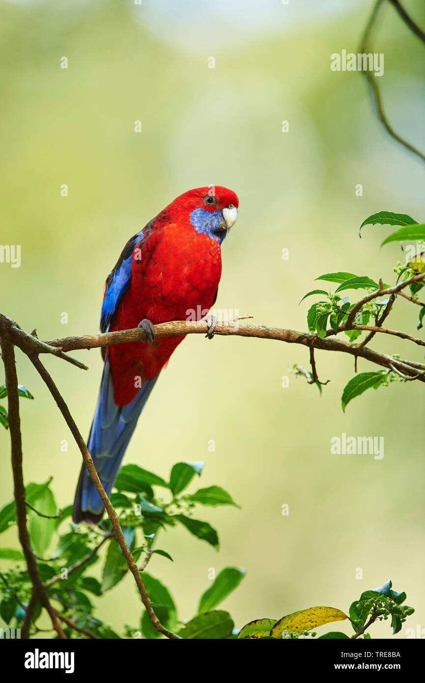 Crimson rosella, Pennant's Rosella (Platycercus elegans), sits on a ...