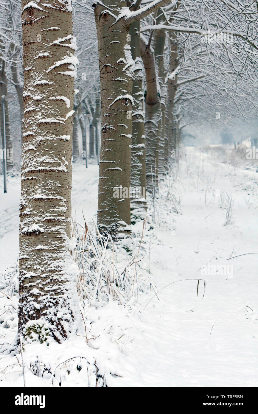Row of trees in snow hi-res stock photography and images - Alamy