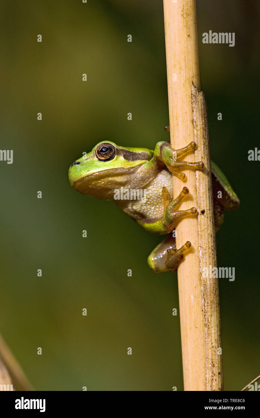 Dried frog hi-res stock photography and images - Alamy