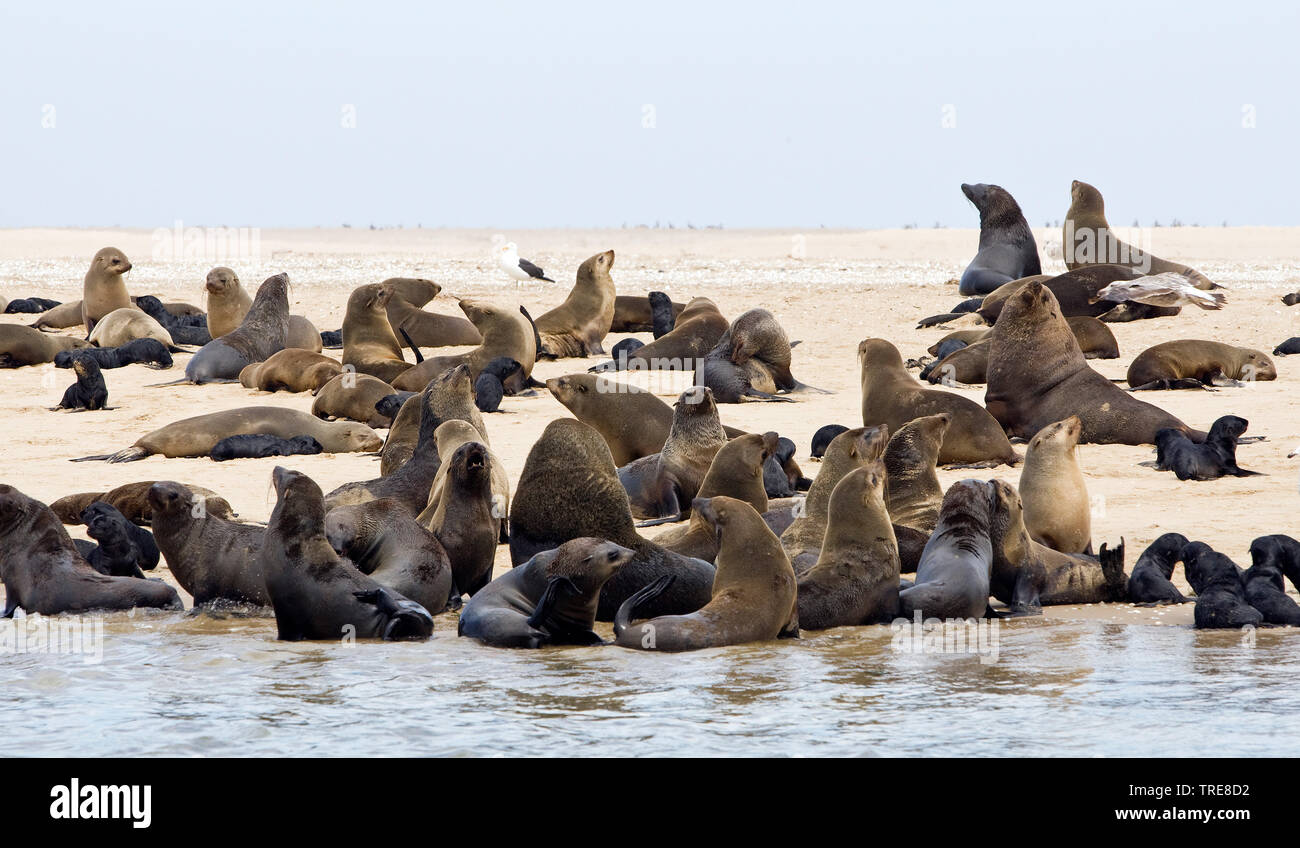 South African fur seal, Cape fur seal (Arctocephalus pusillus pusillus ...