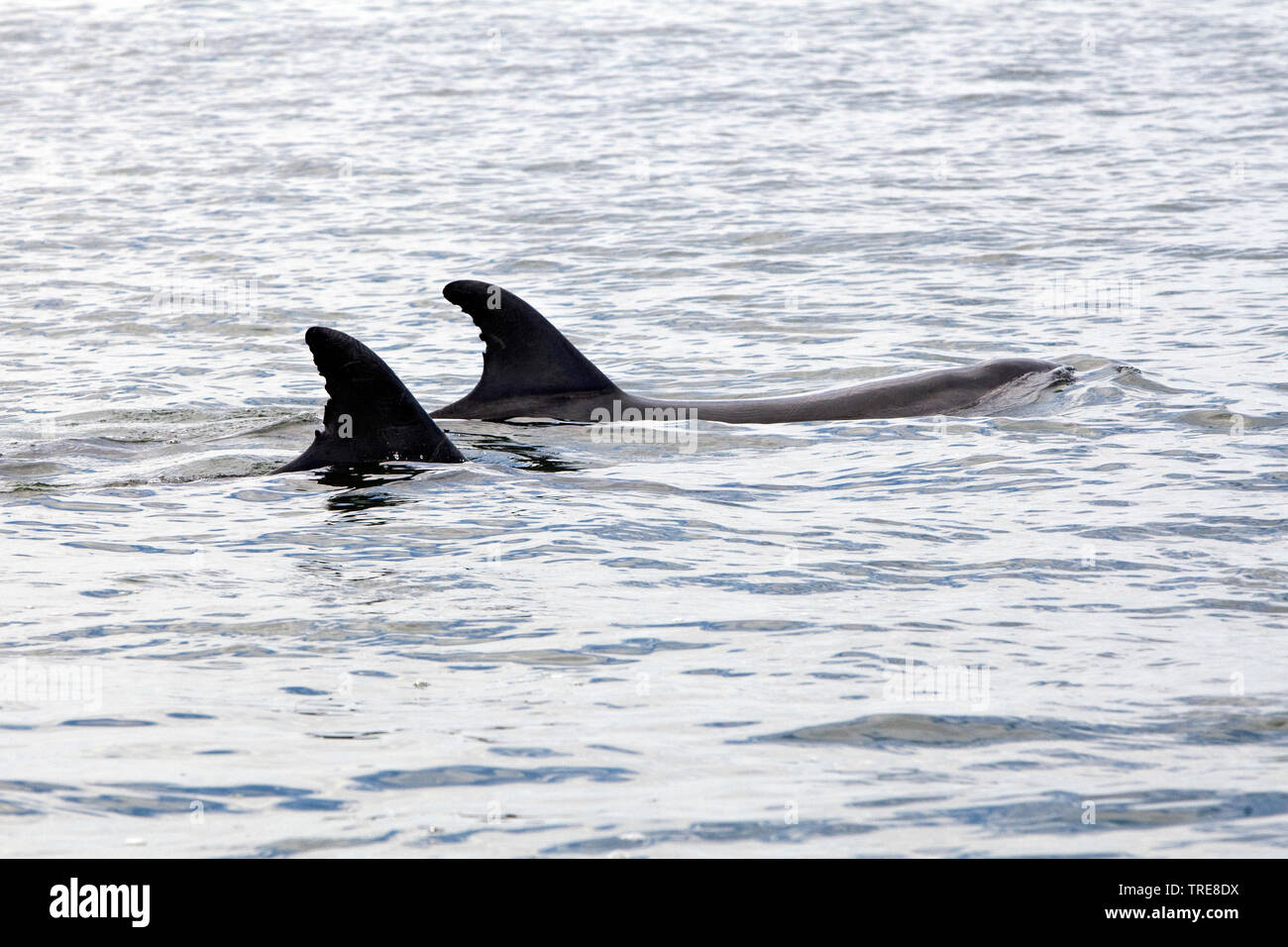 Bottle nosed dolphin south africa hi-res stock photography and images ...