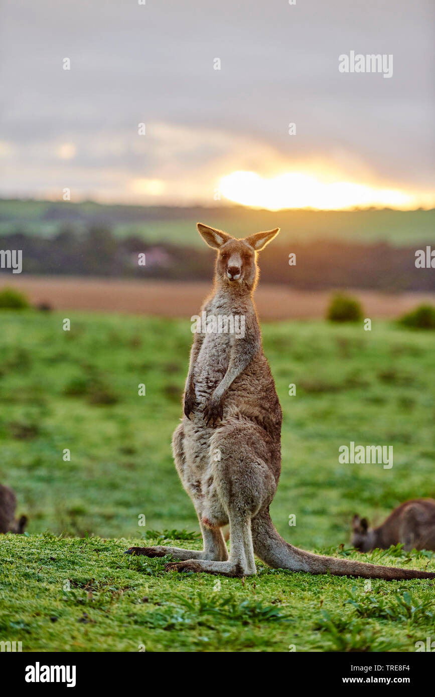eastern gray kangaroo, Eastern grey kangaroo, Great grey kangaroo ...