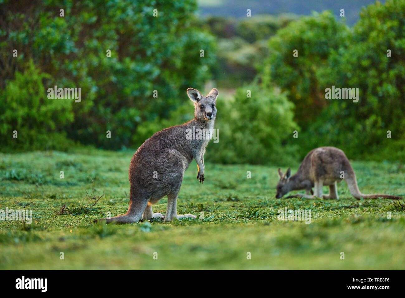 eastern gray kangaroo, Eastern grey kangaroo, Great grey kangaroo ...