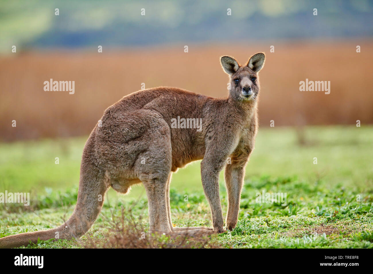 eastern gray kangaroo, Eastern grey kangaroo, Great grey kangaroo, forester kangaroo (Macropus ...