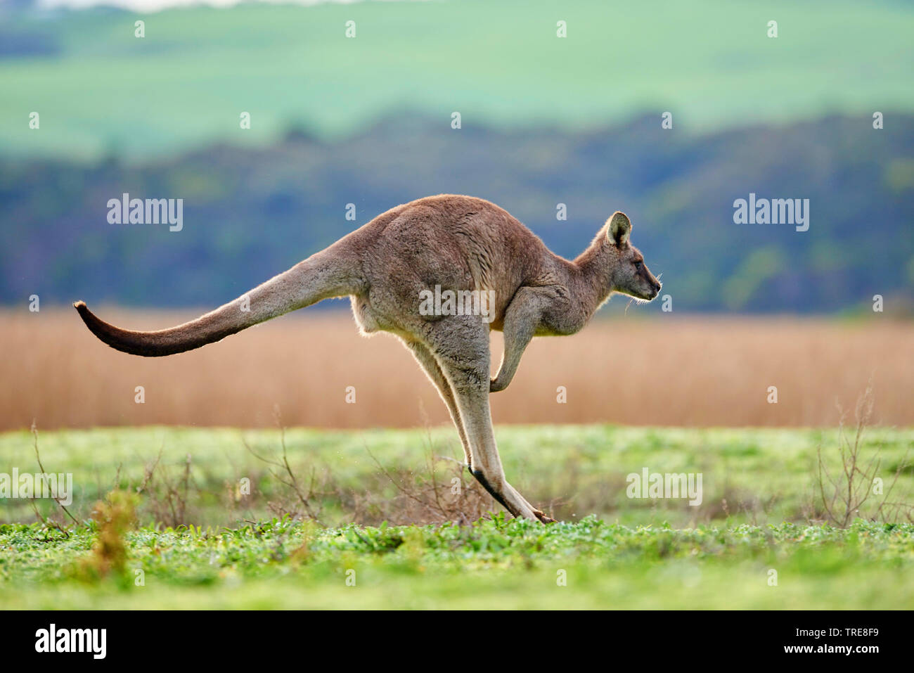eastern gray kangaroo, Eastern grey kangaroo, Great grey kangaroo, forester kangaroo (Macropus ...