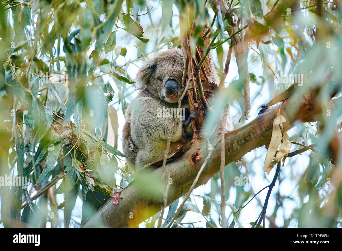 koala, koala bear (Phascolarctos cinereus), resting in an eucalyptus ...