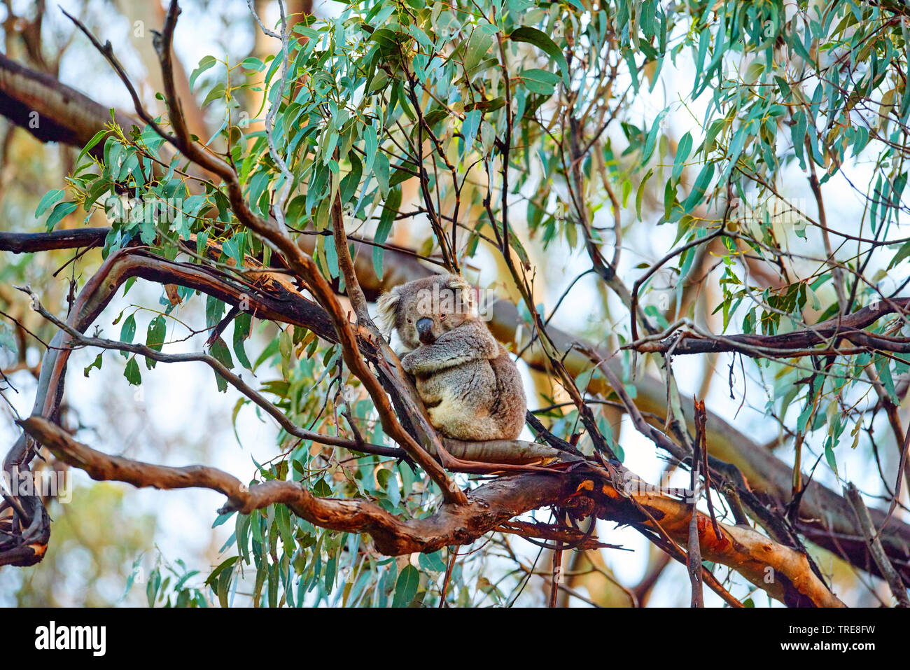 Koalas in trees hi-res stock photography and images - Alamy