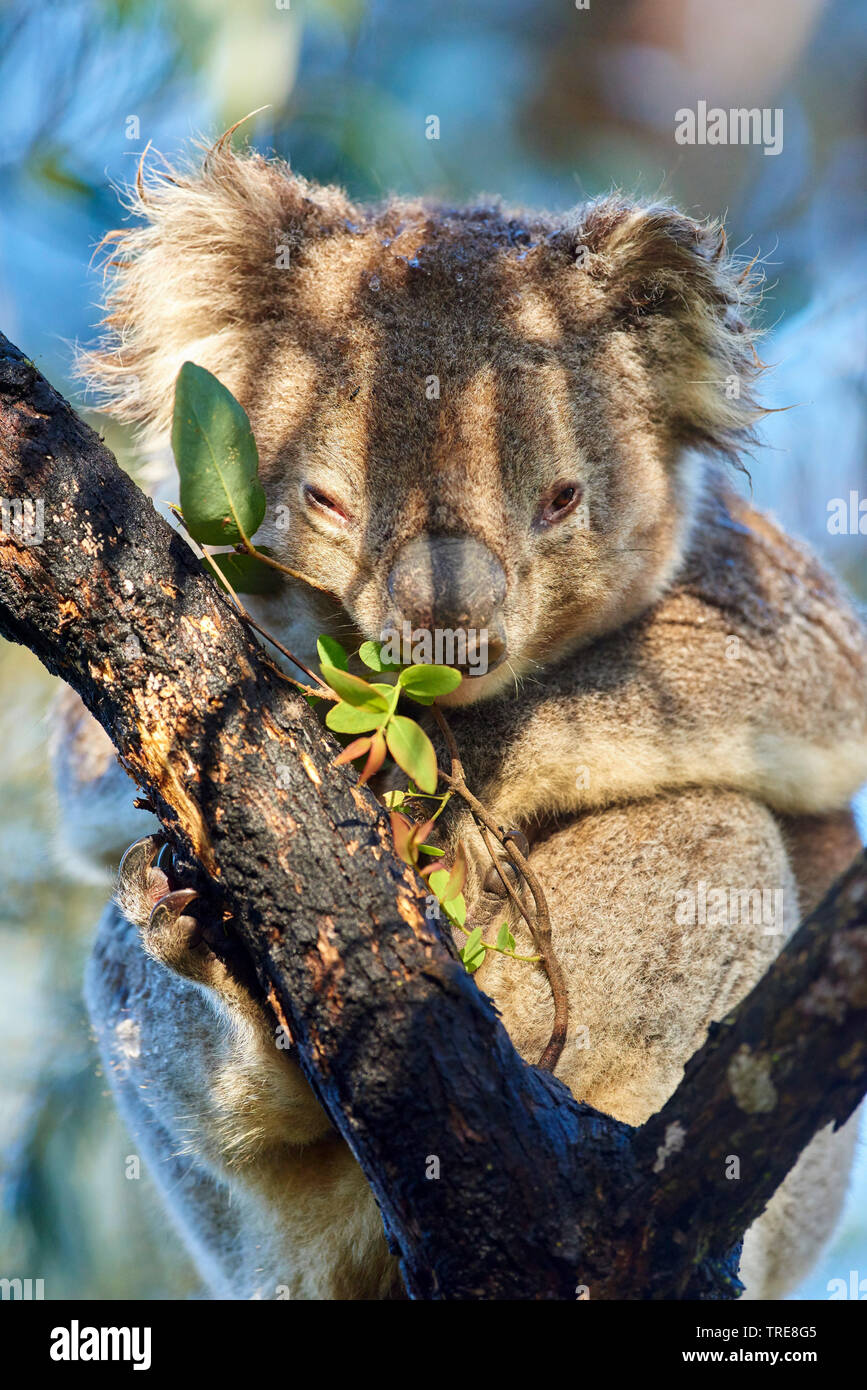 Koala eating eucalyptus leaves hi-res stock photography and images - Alamy
