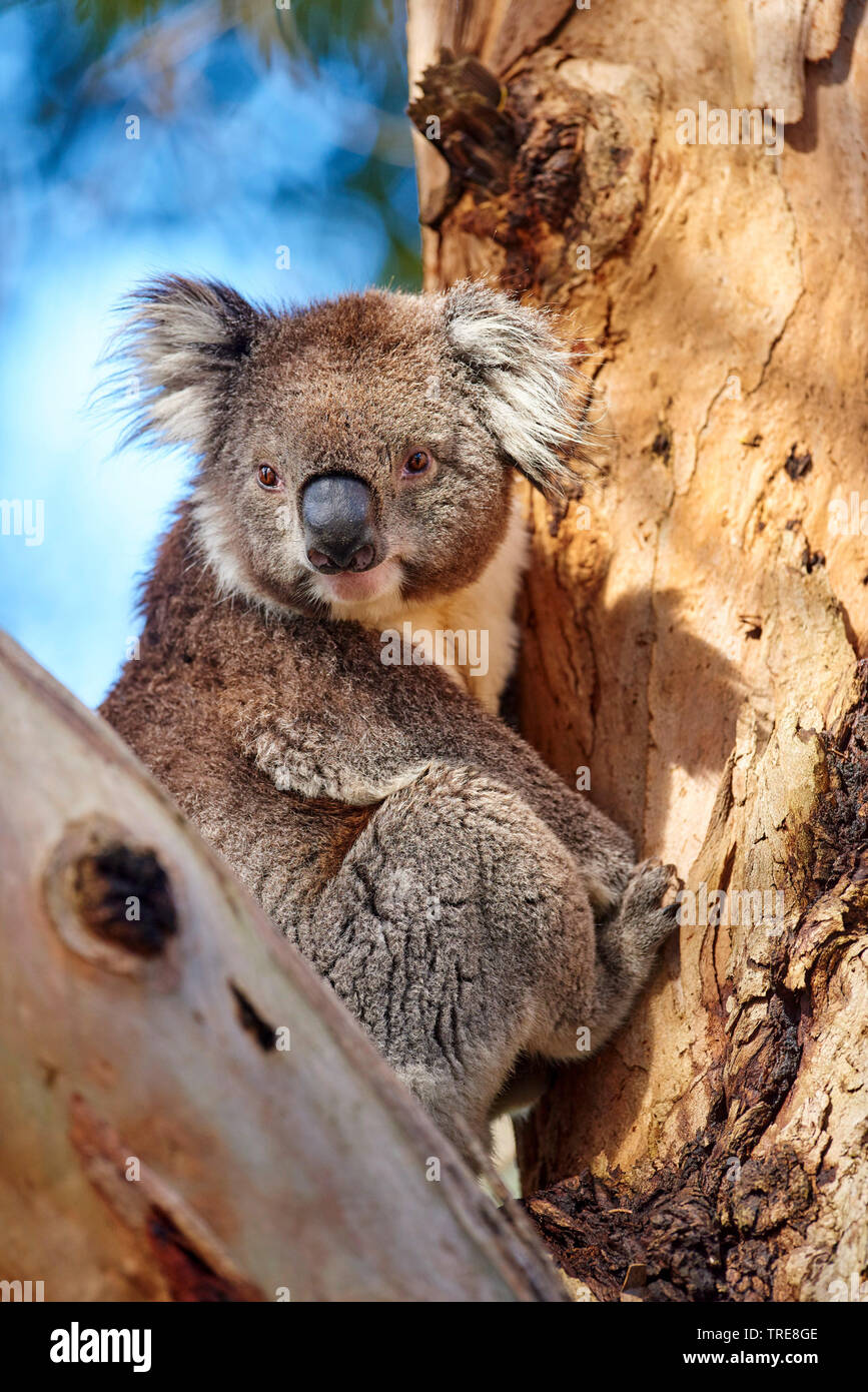 Koala sitting on side of tree hi-res stock photography and images - Alamy