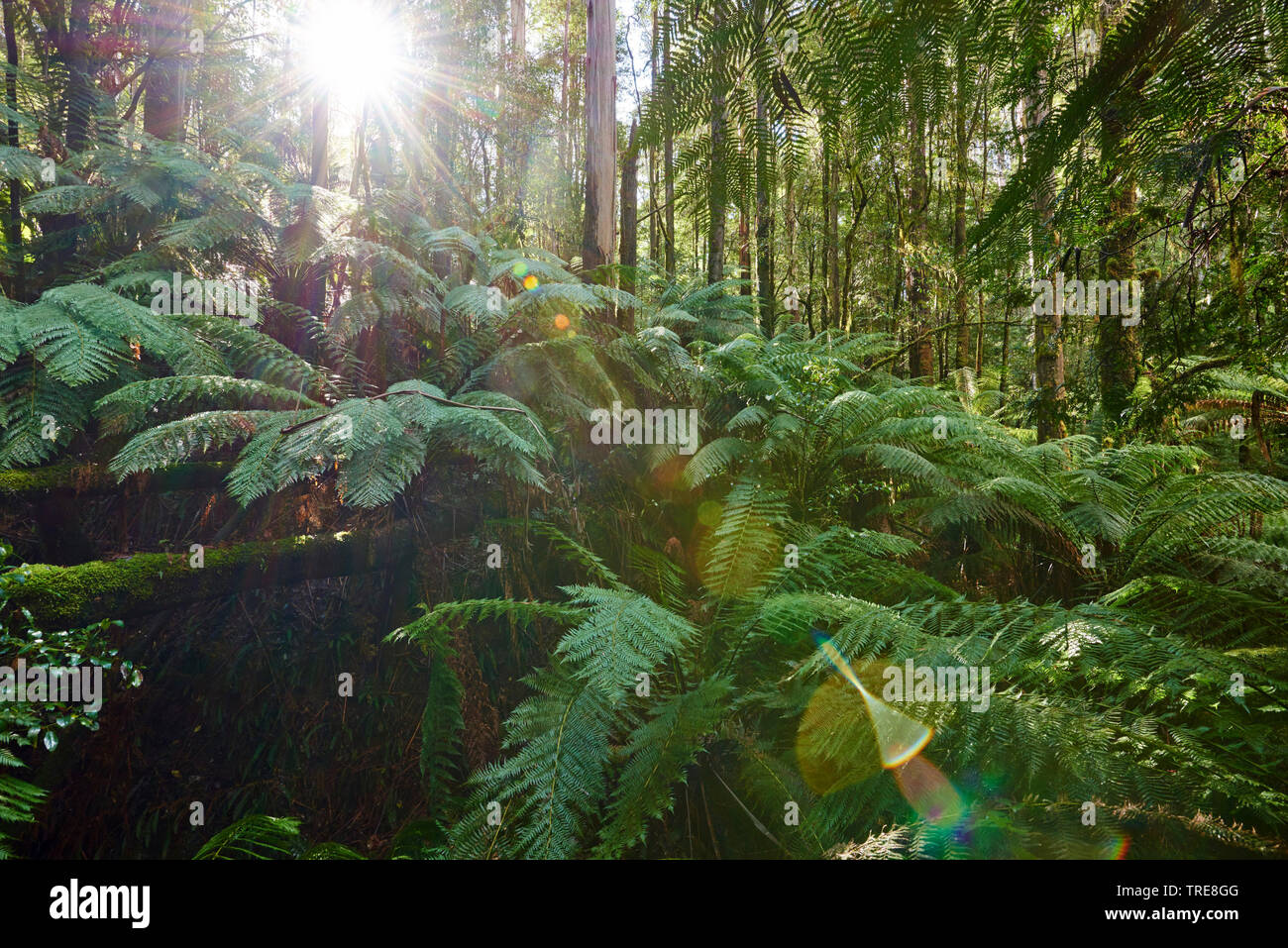 Great otway national park hi-res stock photography and images - Alamy