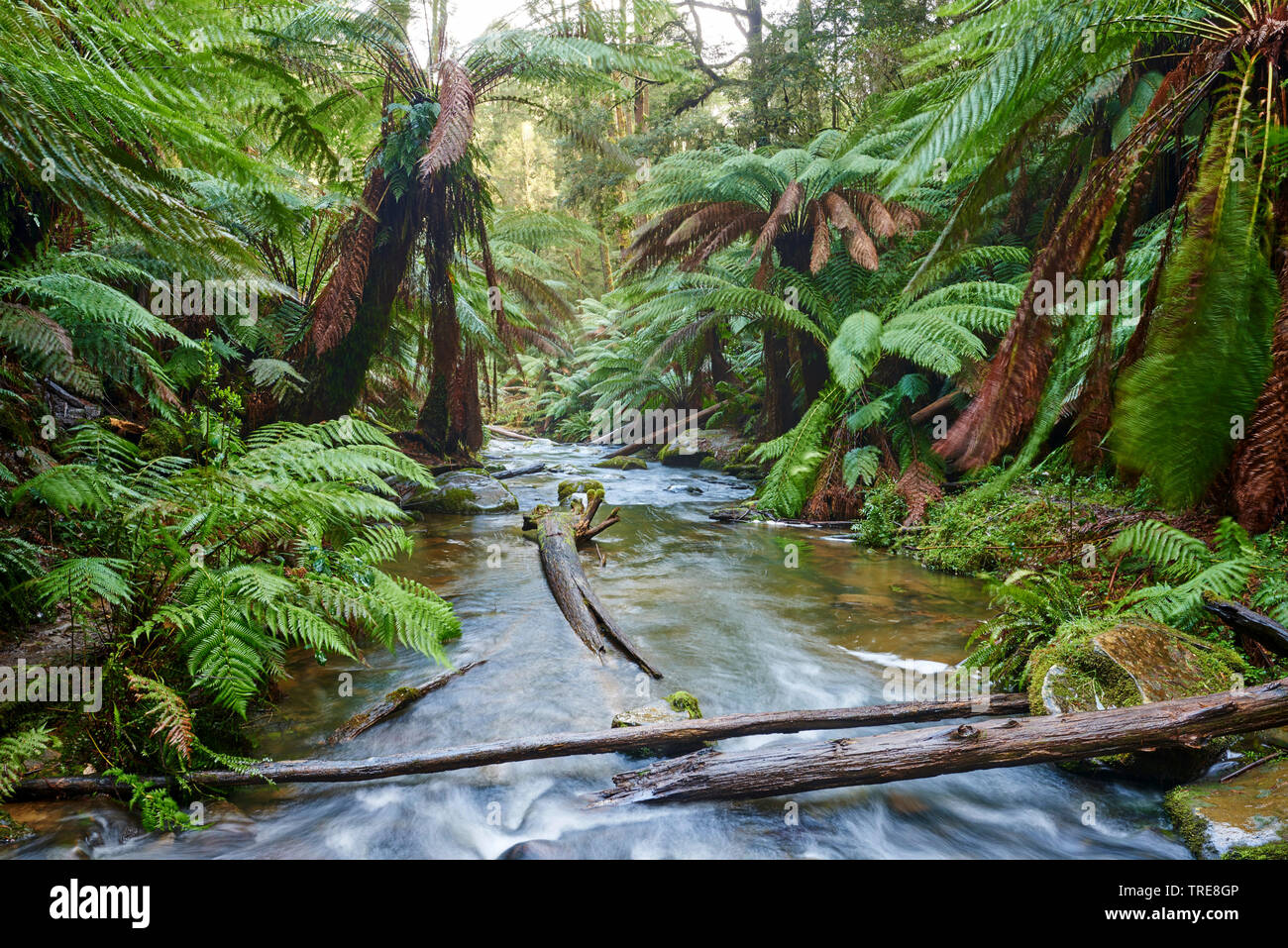 brook through the rainforest in the Great Otway National Park in spring ...