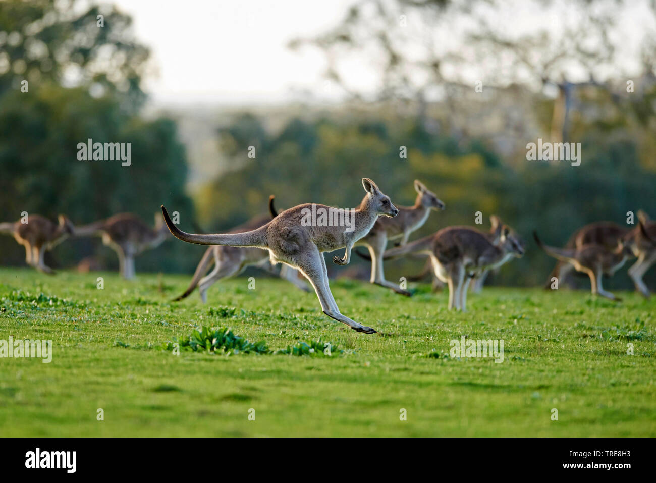 eastern gray kangaroo, Eastern grey kangaroo, Great grey kangaroo ...