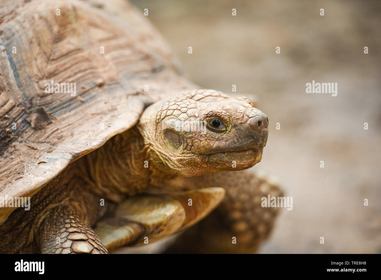 Baby sea turtle face hi-res stock photography and images - Alamy