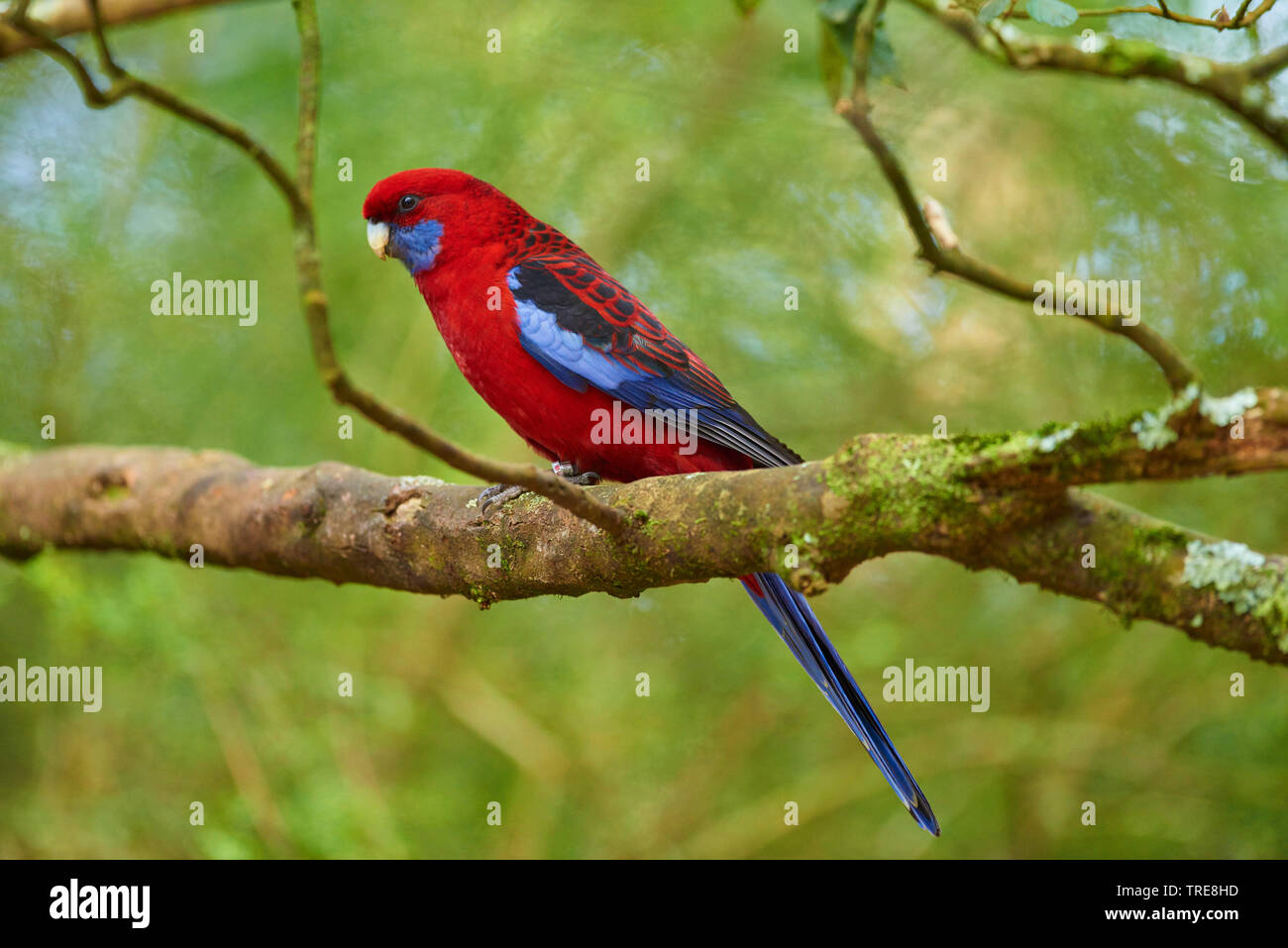 Pennants rosella platycercus hi-res stock photography and images - Alamy