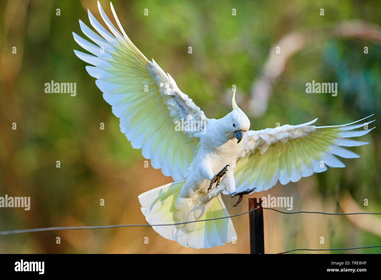 sulphur-crested cockatoo (Cacatua galerita), in flight, Australia ...