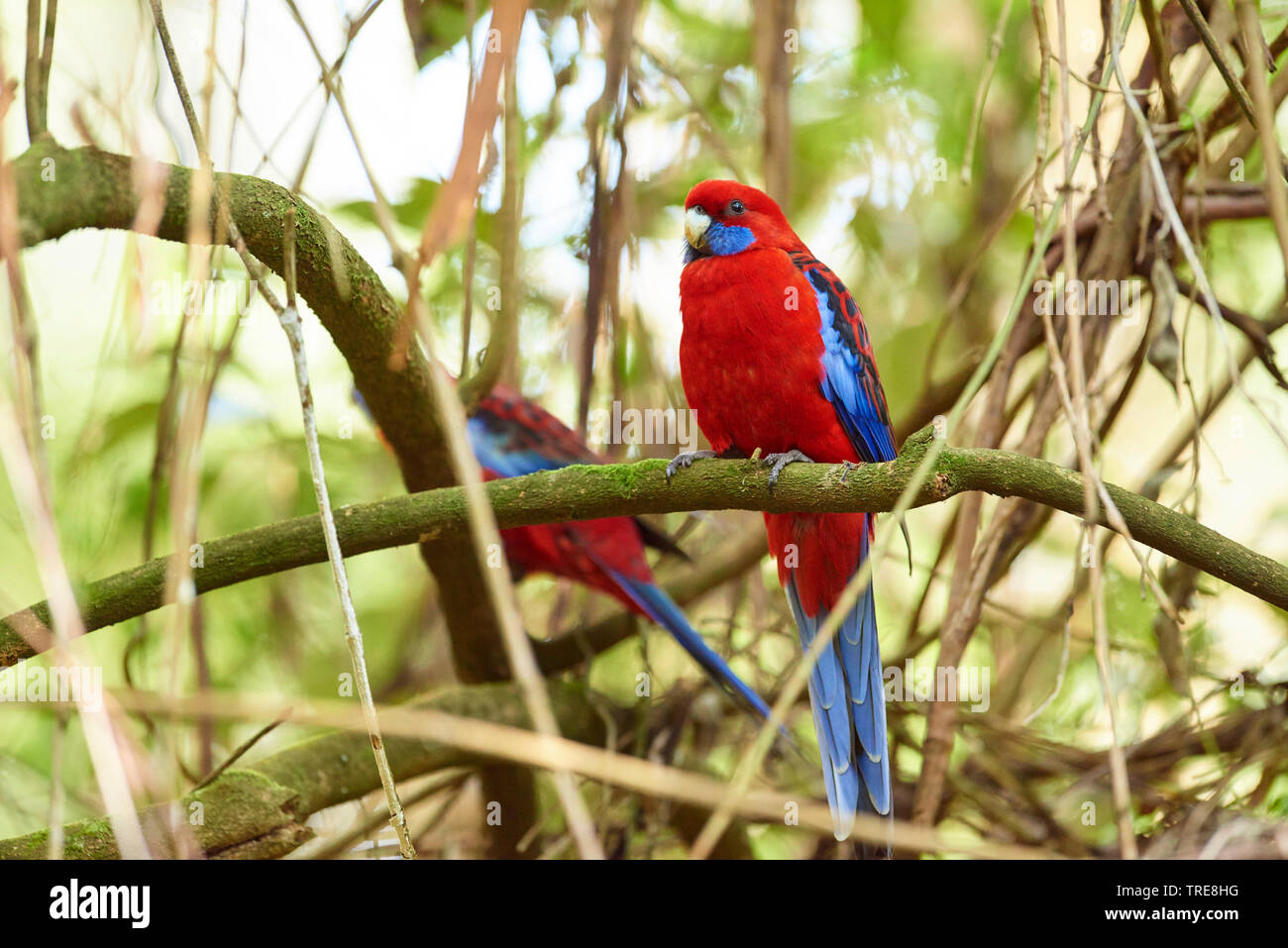 Crimson rosella, Pennant's Rosella (Platycercus elegans), sits on a ...