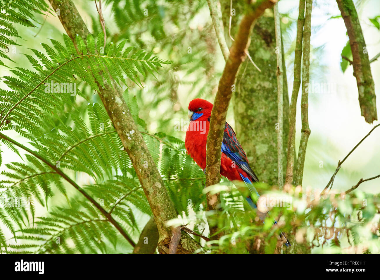 Crimson rosella, Pennant's Rosella (Platycercus elegans), sits on a ...