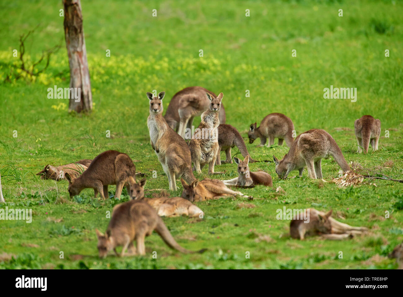 eastern gray kangaroo, Eastern grey kangaroo, Great grey kangaroo ...