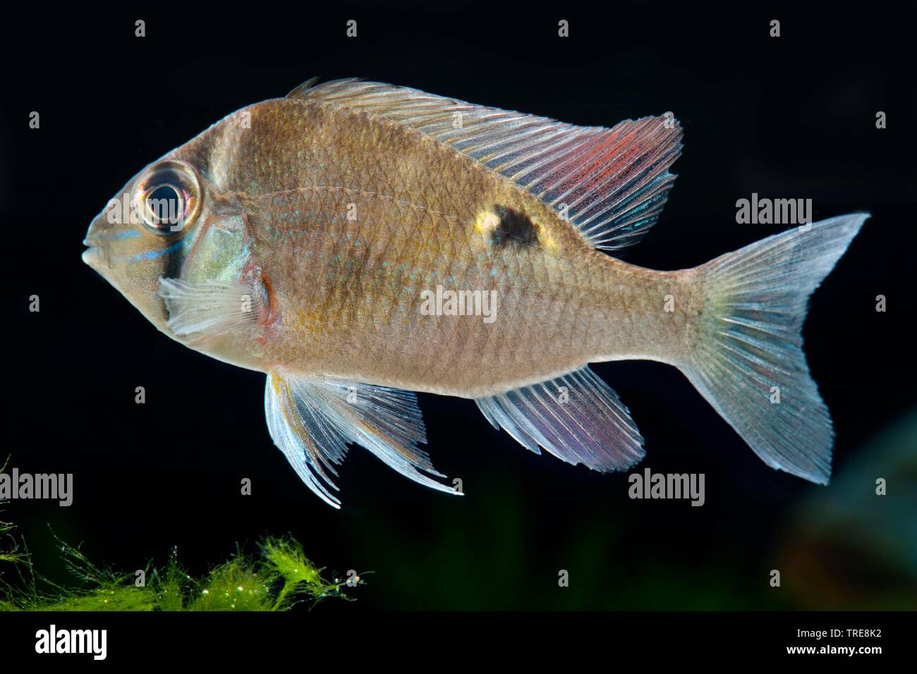 Cupid Cichlid