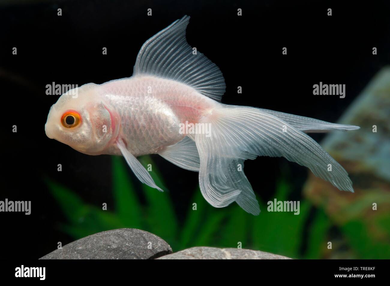 Goldfish common hi-res stock photography and images - Alamy