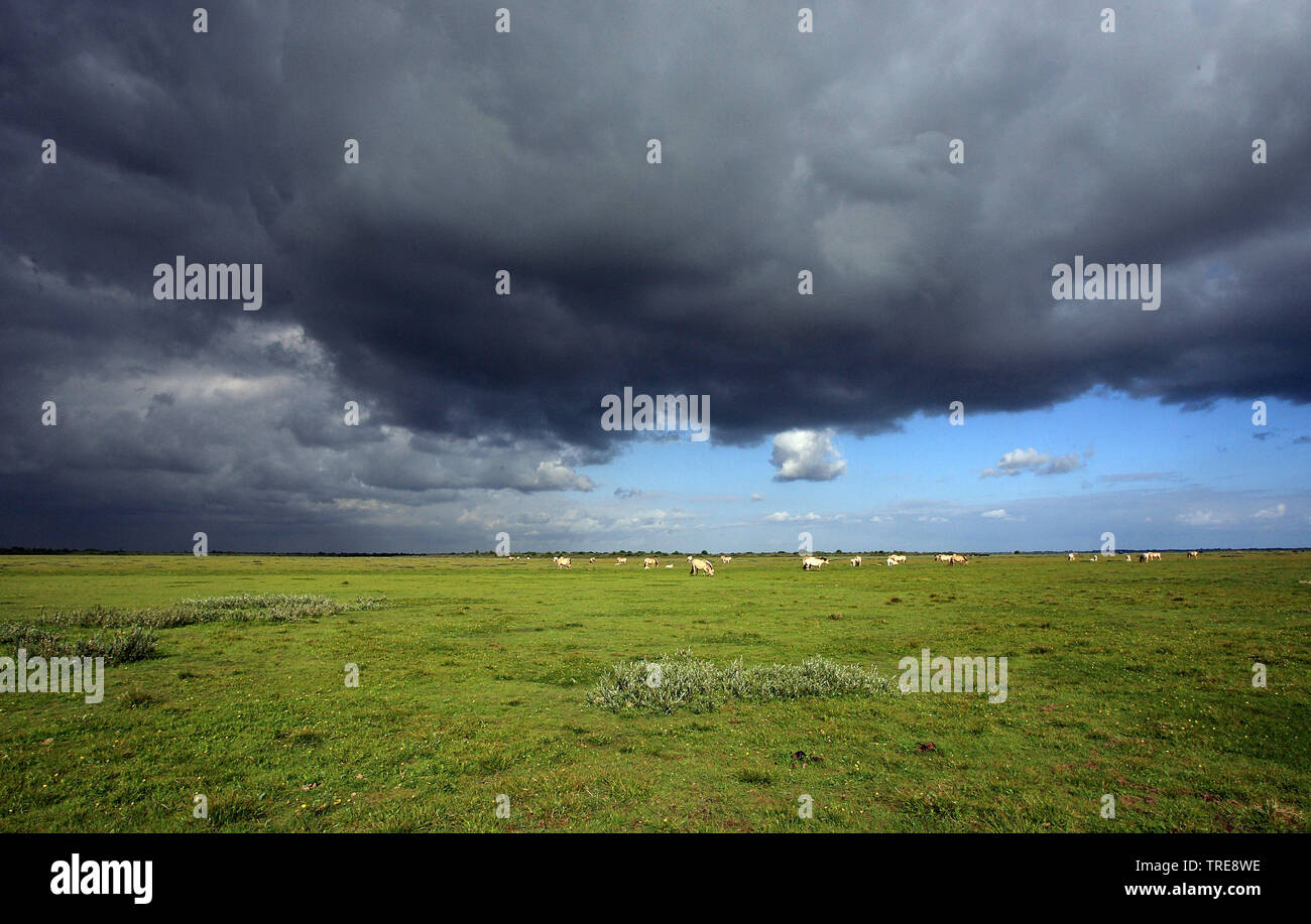 rain clouds over pasture, Netherlands, Goeree-Overflakkee Stock Photo ...