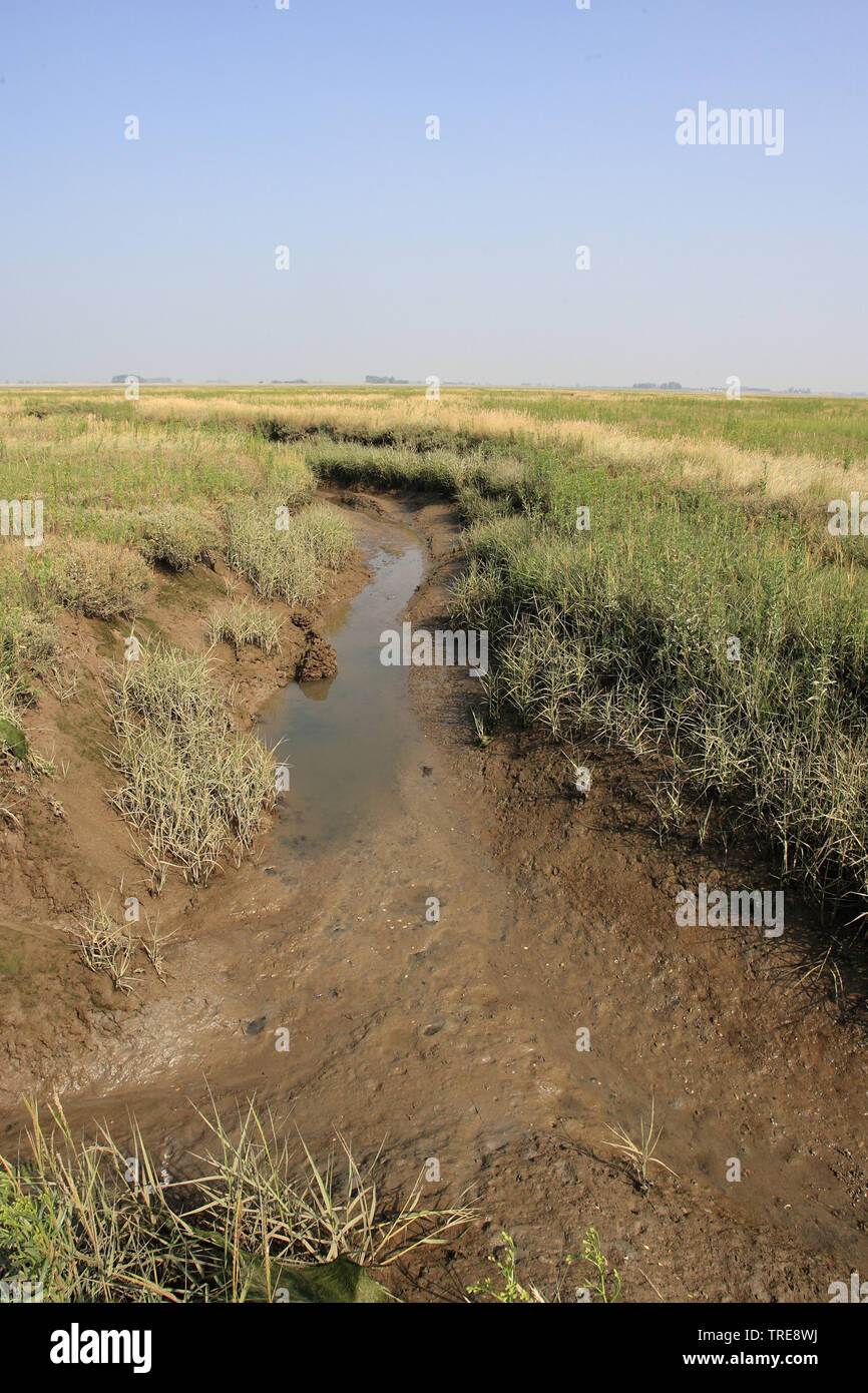 marshland, Netherlands, Oosterschelde National Park Stock Photo - Alamy