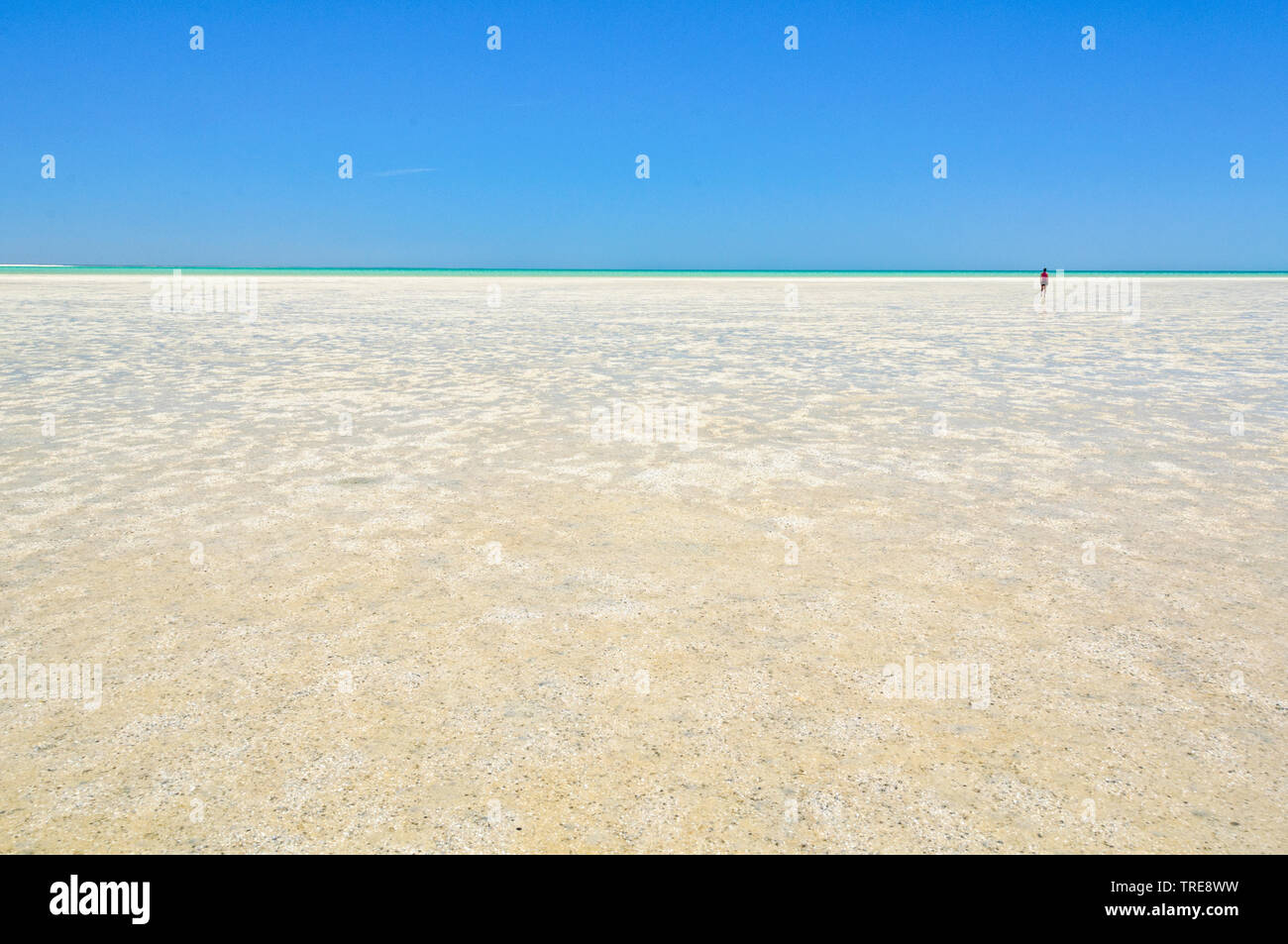 Shark Bay Australia Shells High Resolution Stock Photography and Images ...