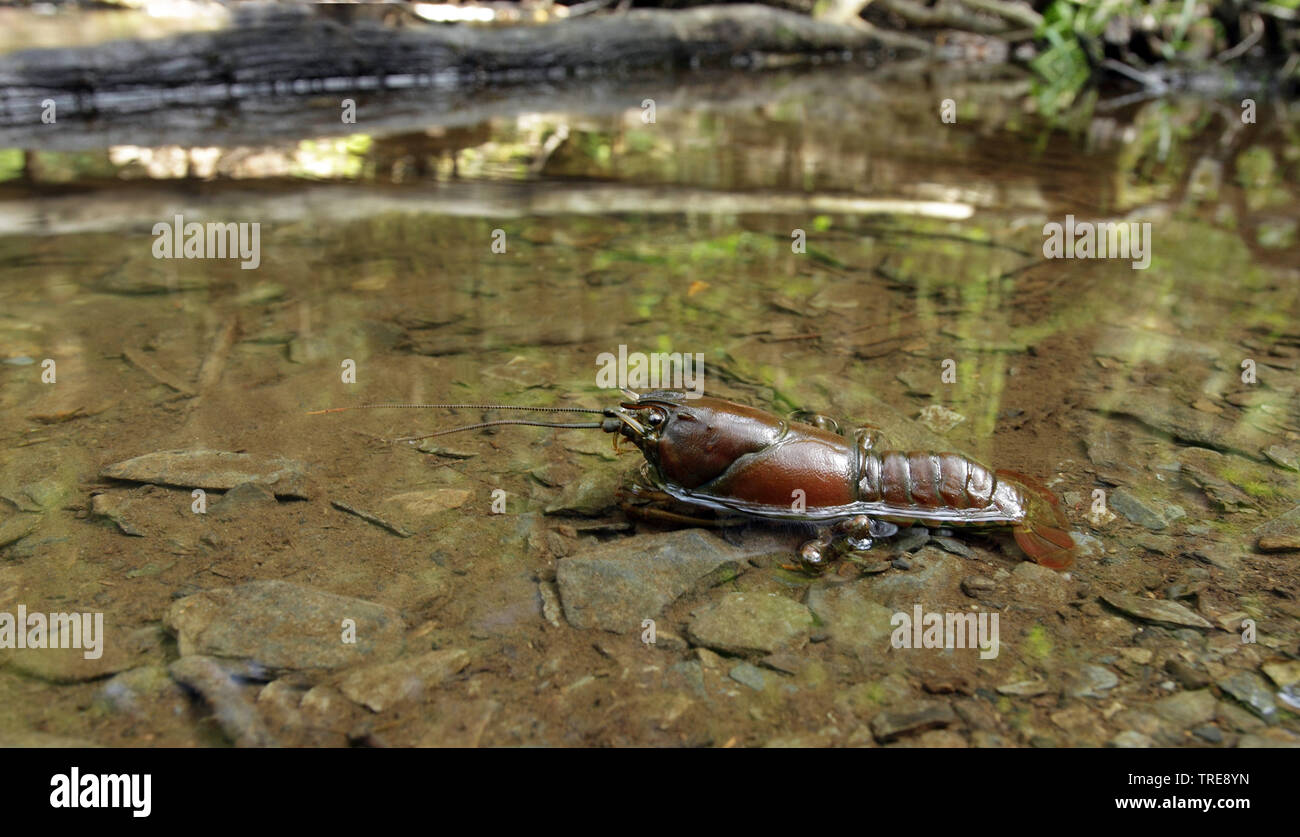 signal crayfish (Pacifastacus leniusculus), in shallow water, Belgium ...
