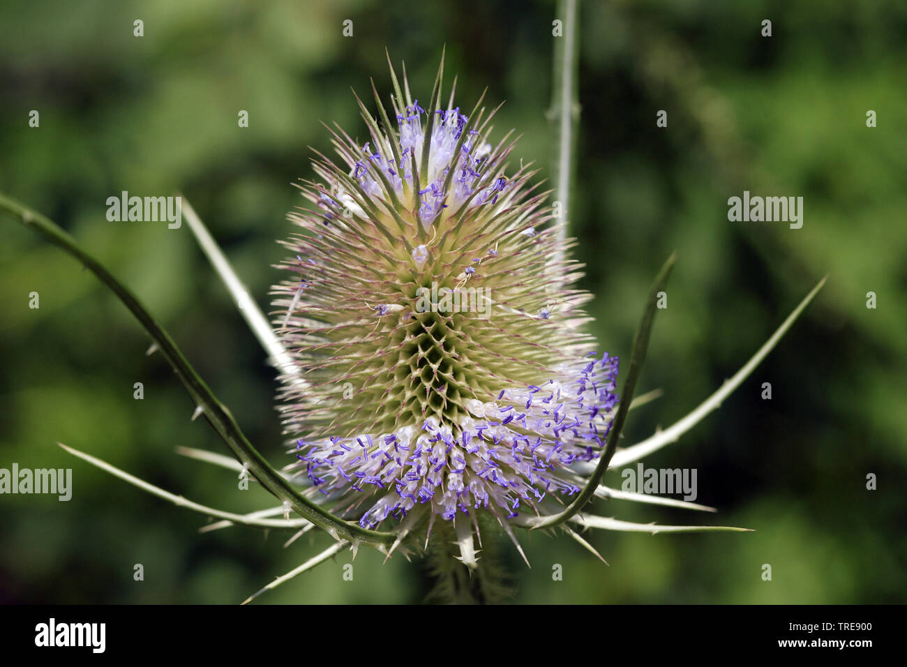 Wild teasel, Fuller's teasel, Common teasel, Common teazle (Dipsacus ...
