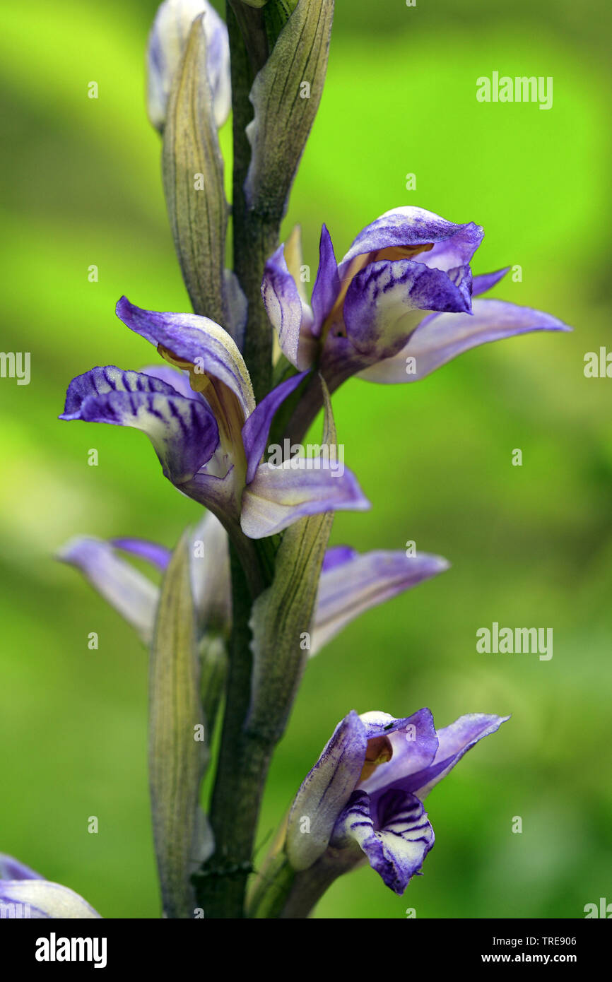 With detail of flowers hi-res stock photography and images - Alamy