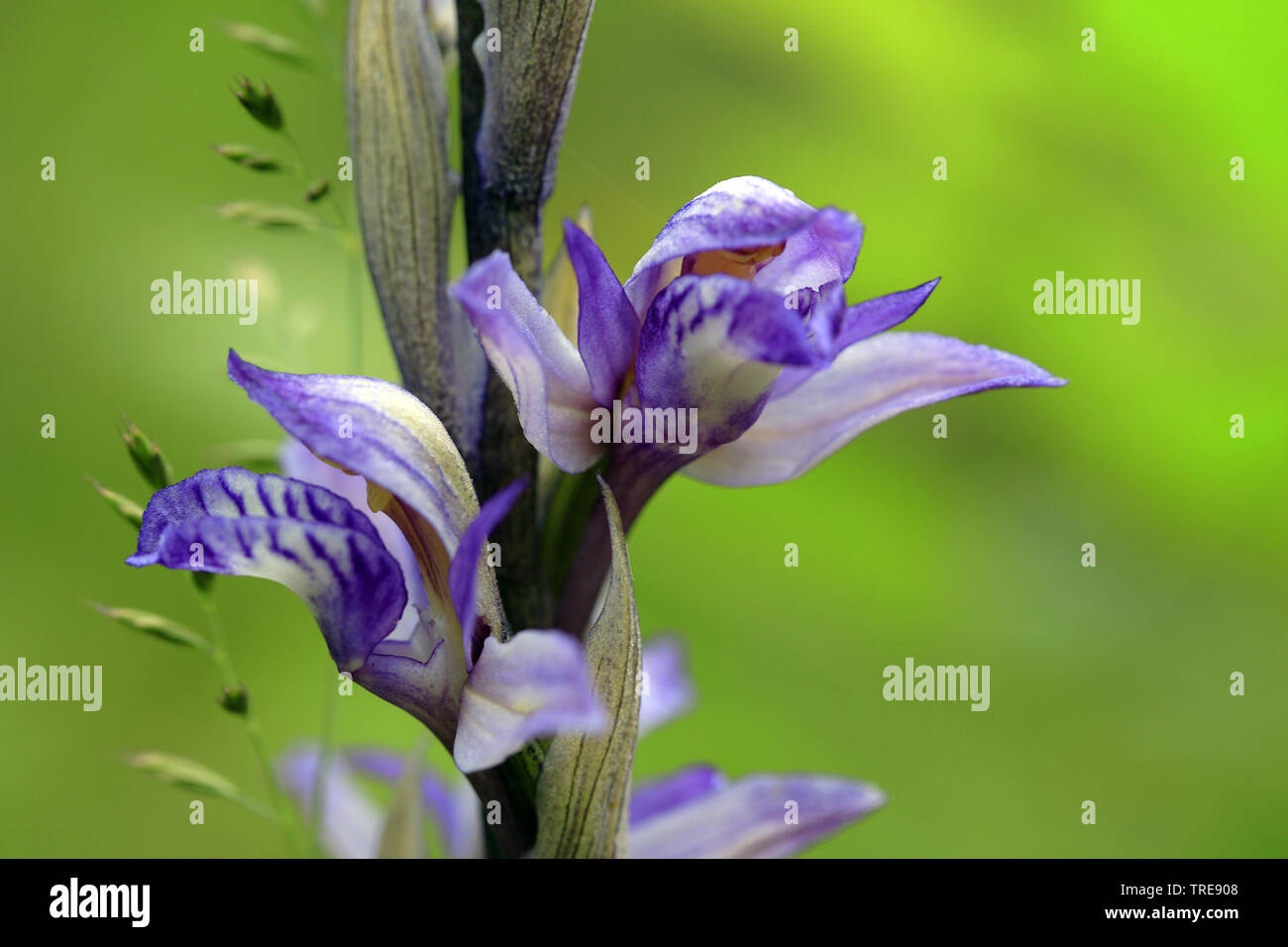 With detail of flowers hi-res stock photography and images - Alamy