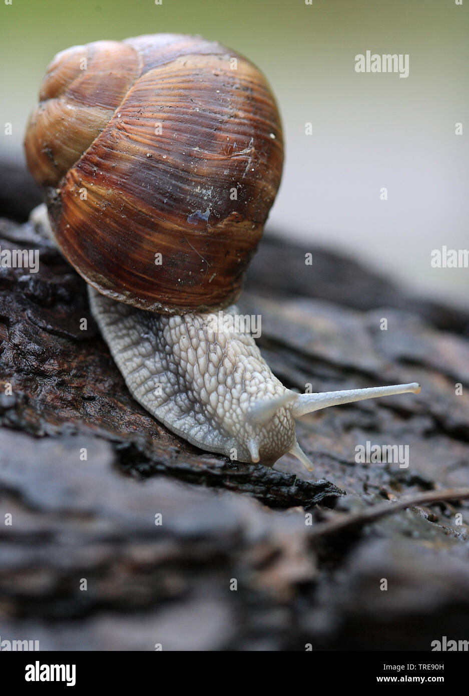 Roman snail, escargot, escargot snail, edible snail, apple snail ...