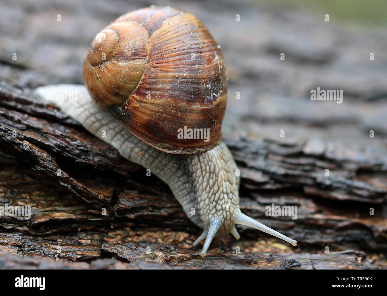 Roman snail, escargot, escargot snail, edible snail, apple snail ...