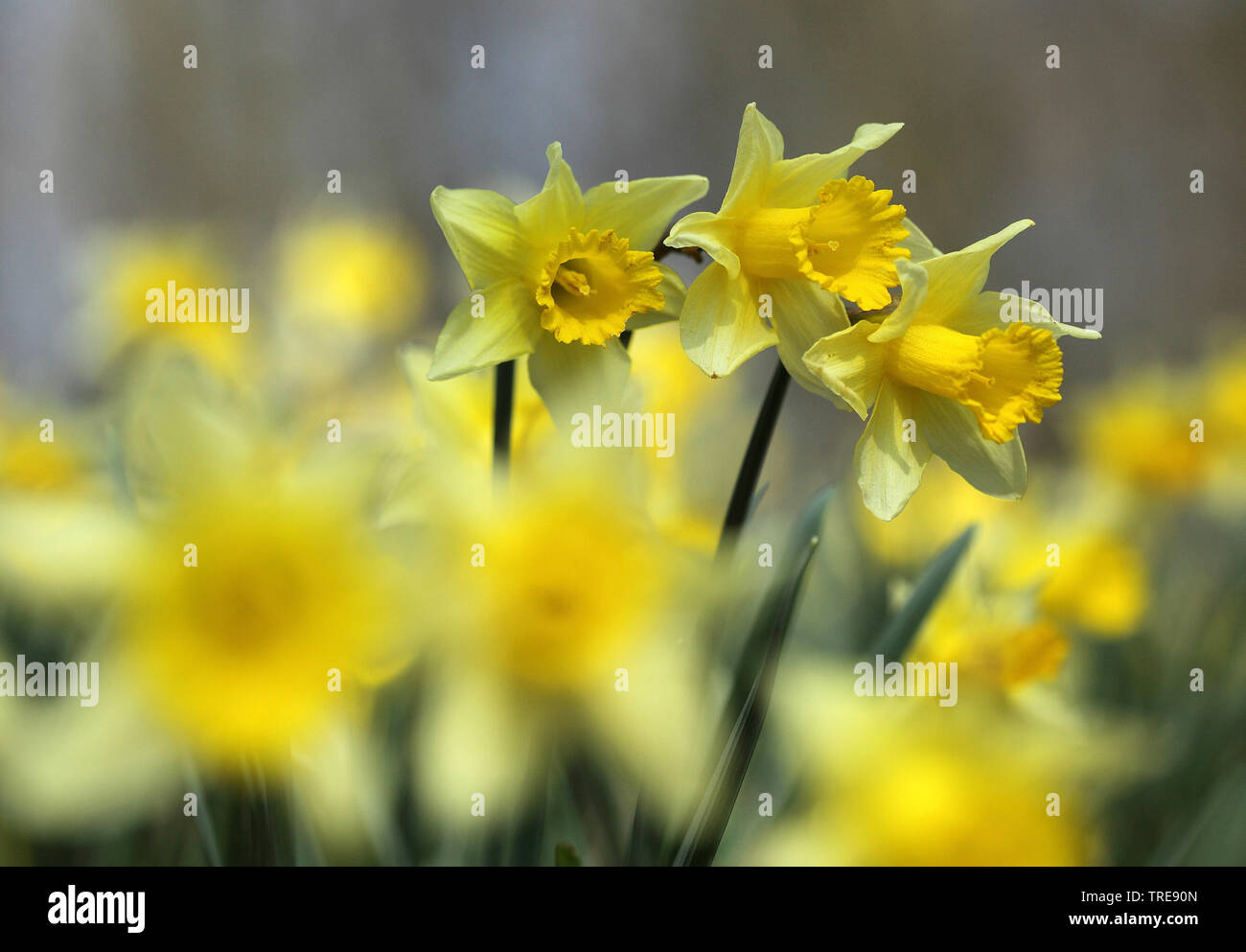 common daffodil (Narcissus pseudonarcissus), blooming wild daffodills ...