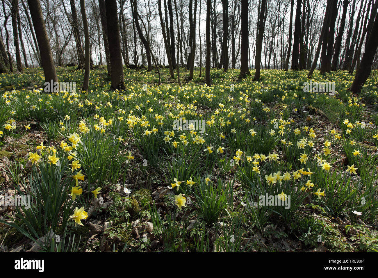 common daffodil (Narcissus pseudonarcissus), blooming wild daffodills ...