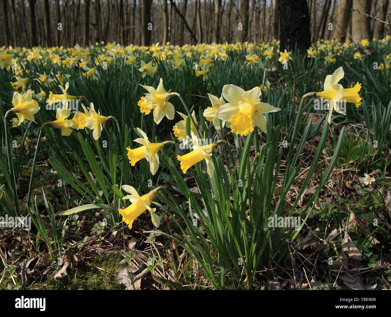 common daffodil (Narcissus pseudonarcissus), blooming wild daffodills ...