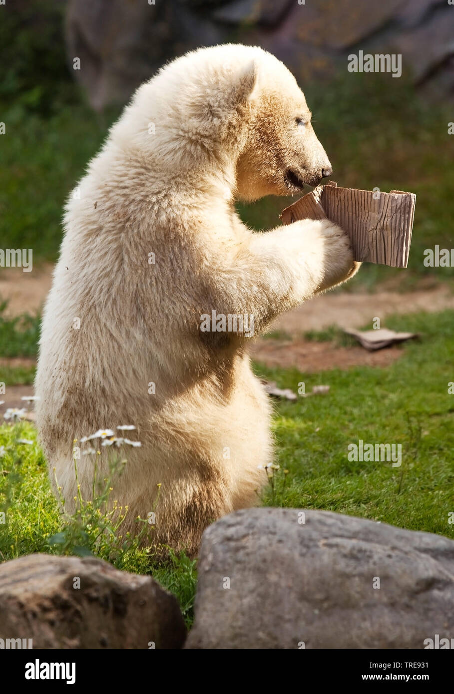 polar bear (Ursus maritimus), playing polar bear cub in a zoo, side ...