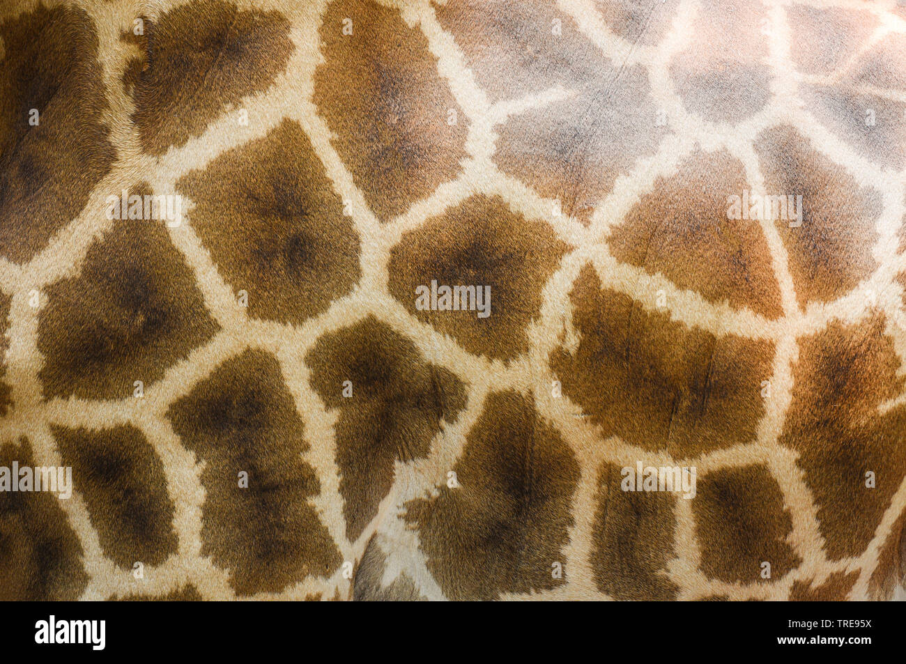 Close up of animal wildlife real giraffe skin texture background Stock ...