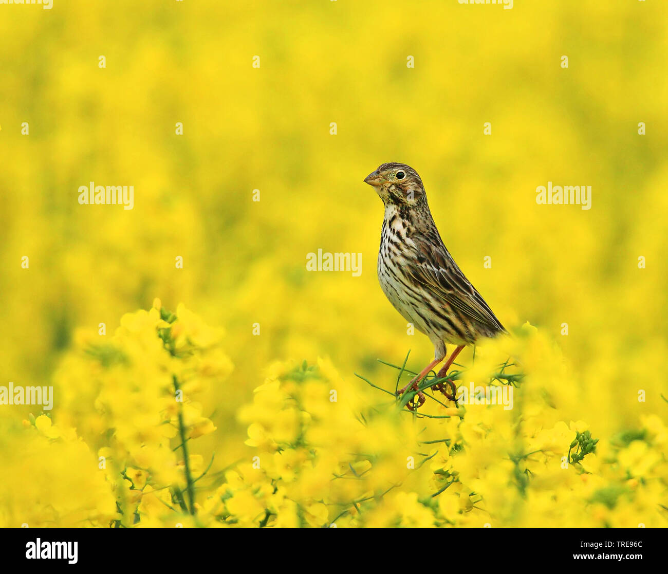 corn bunting (Emberiza calandra, Miliaria calandra), in blooming rape ...