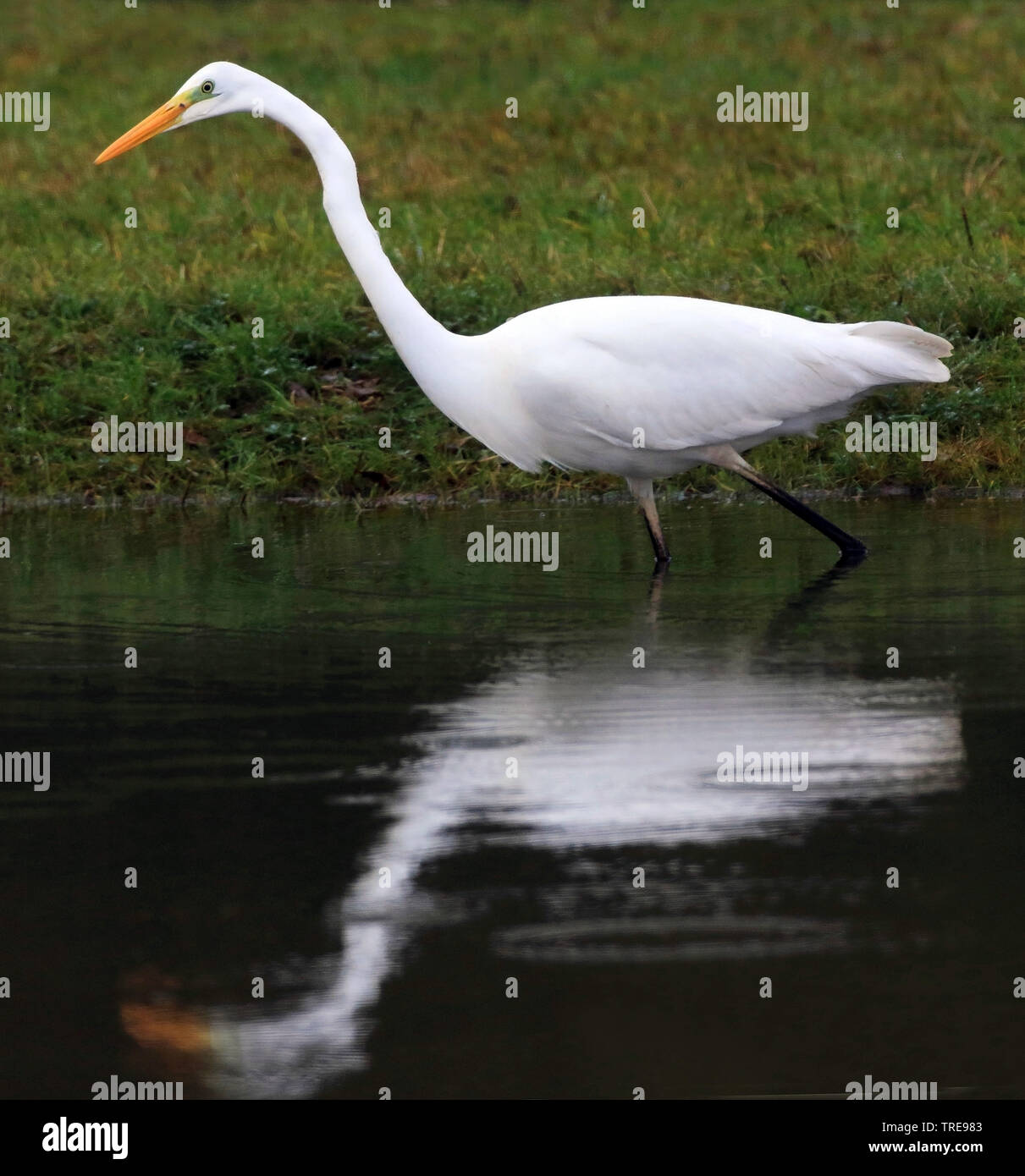 great egret, Great White Egret (Egretta alba, Casmerodius albus, Ardea ...