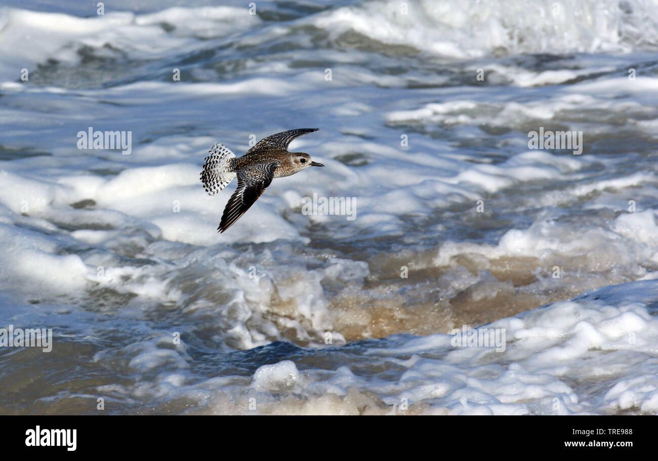 grey plover (Pluvialis squatarola), in flight over surf, Africa Stock ...