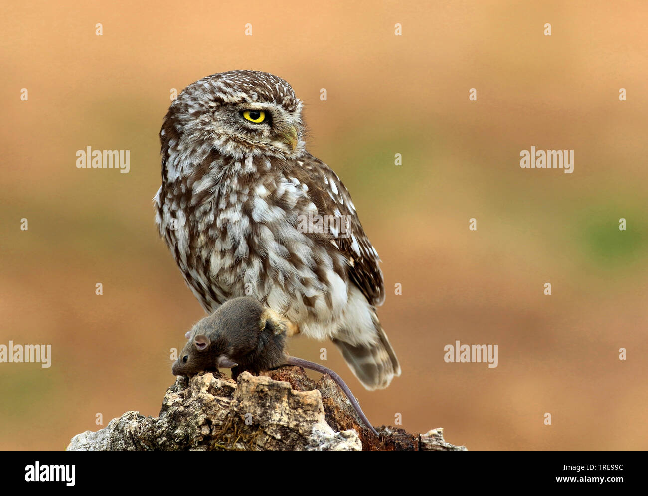 little owl (Athene noctua), with caught mouse, Spain Stock Photo - Alamy