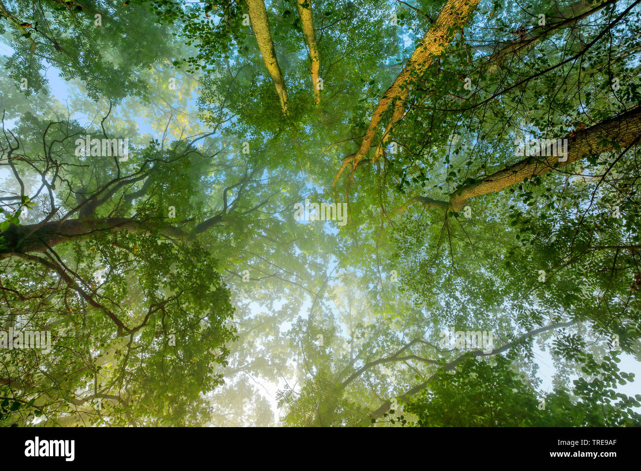Looking up oak trees in hi-res stock photography and images - Alamy